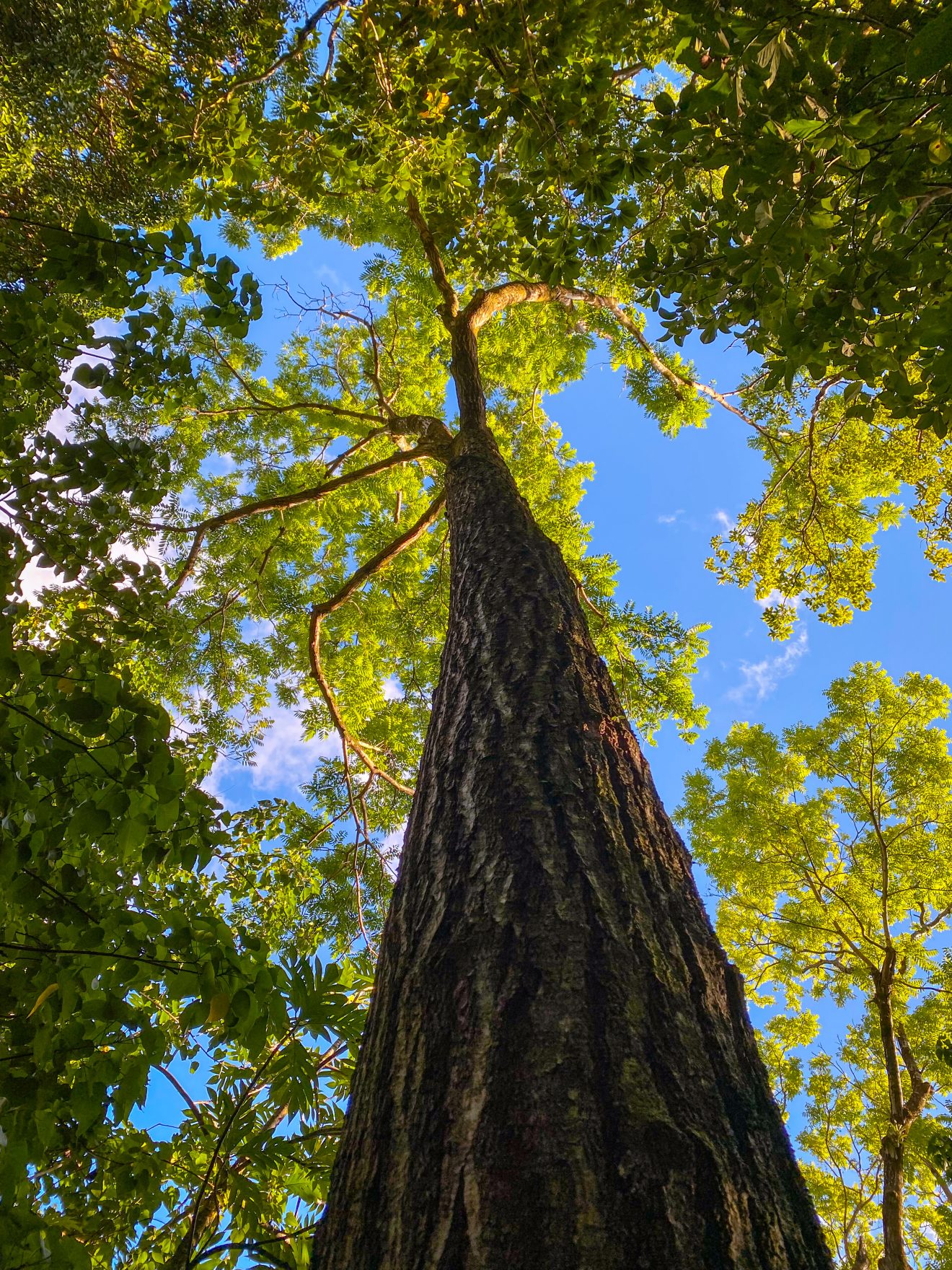 Makiki Tantalizer - Hawaiian Trail & Mountain Corp.