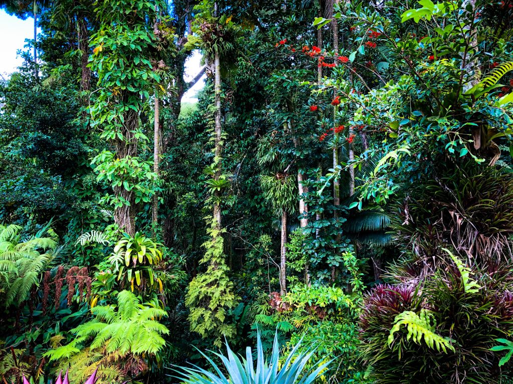 LYON ARBORETUM LOOP - Hawaiian Trail & Mountain Club