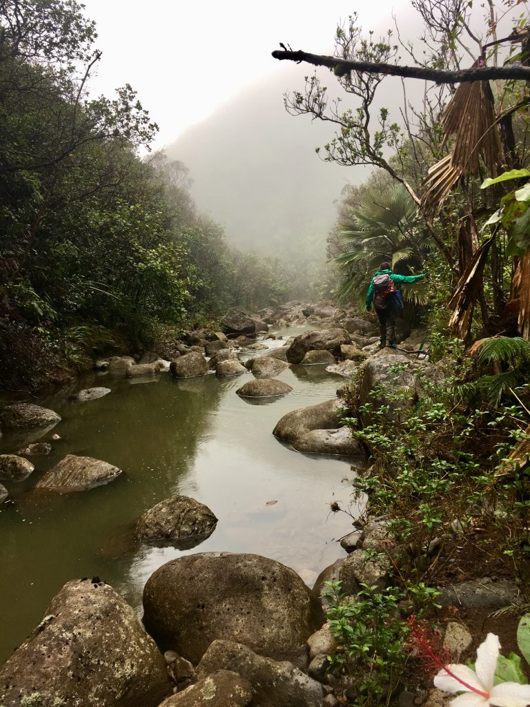 Volunteering to Restore the Native Hawaiian Forest - Hawaiian Trail ...