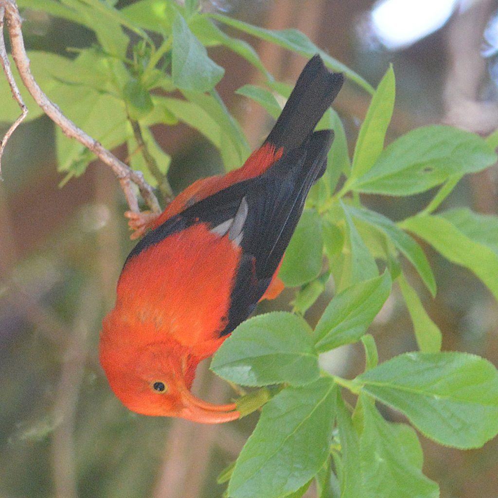 Hike Oahu with the HTMC