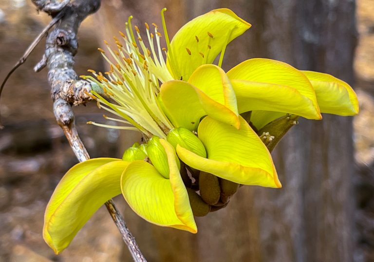 Flora of Hawaii: Wiliwili Tree - Hawaiian Trail & Mountain Corp.