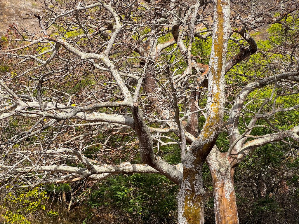 Flora of Hawaii: Wiliwili Tree - Hawaiian Trail & Mountain Corp.