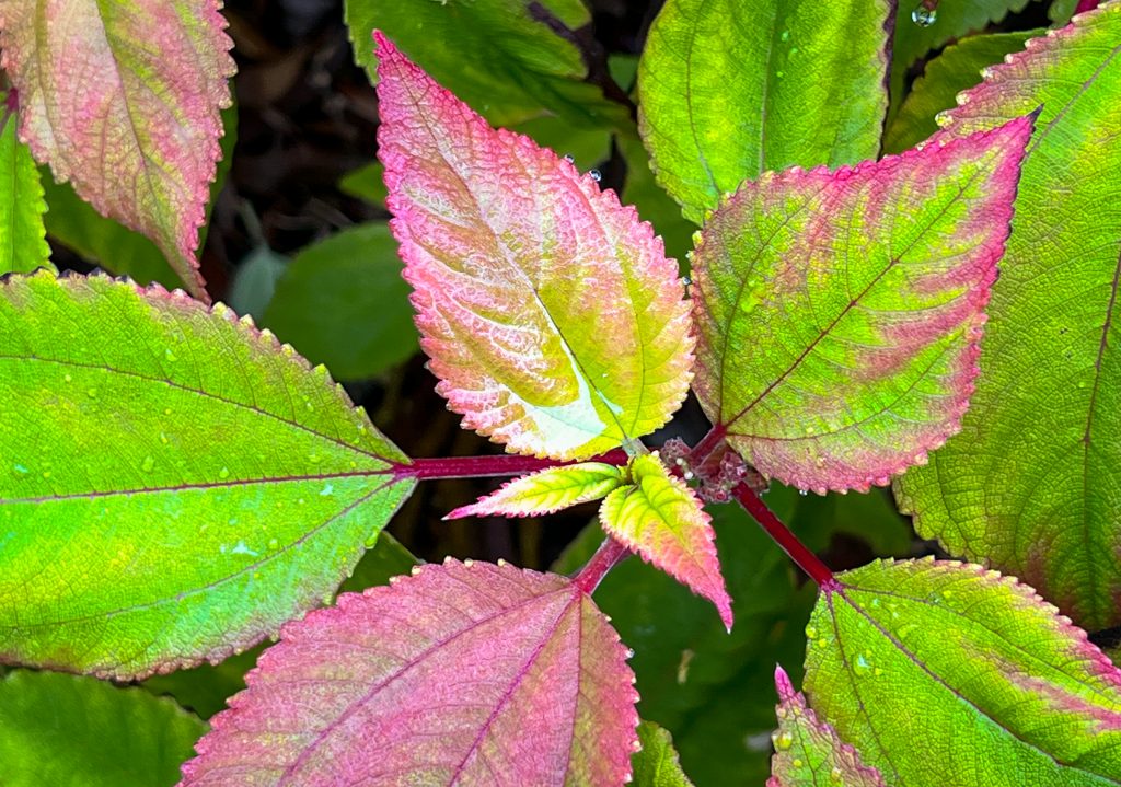 Flora of Hawaii: Mamaki - Hawaiian Trail & Mountain Corp.
