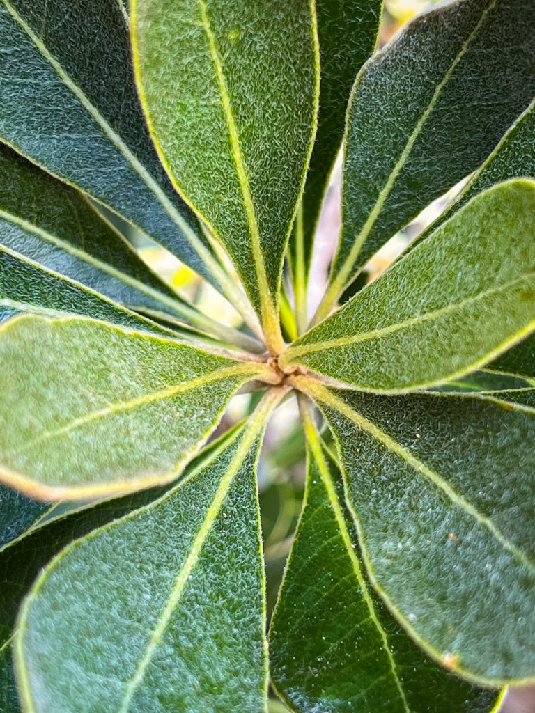 Flora of Hawaii: Hoawa - Hawaiian Trail & Mountain Corp.