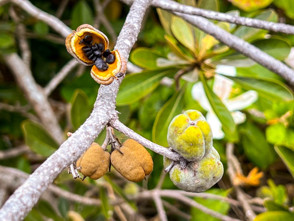 Flora of Hawaii: Hoawa - Hawaiian Trail & Mountain Corp.