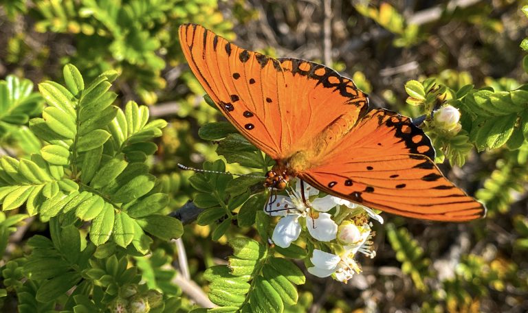 Flora of Hawaii: Ulei - Hawaiian Trail & Mountain Corp.