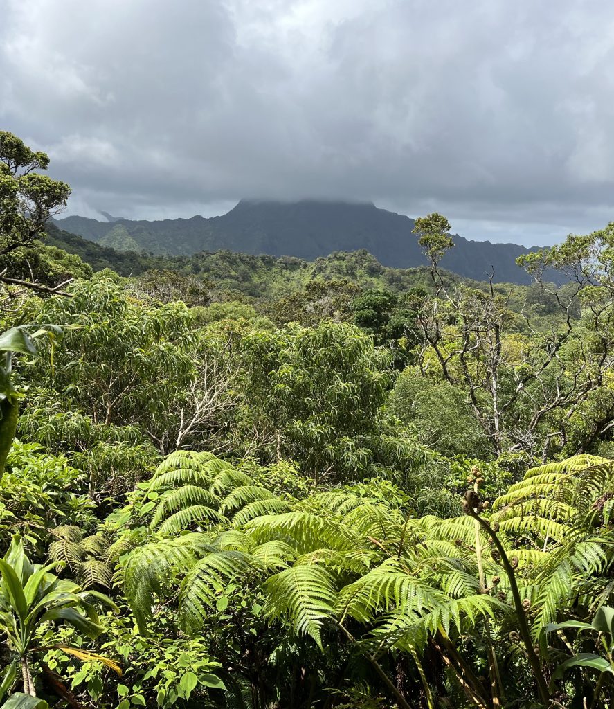 Manoa Cliff Native Forest Restoration Project - Hawaiian Trail ...
