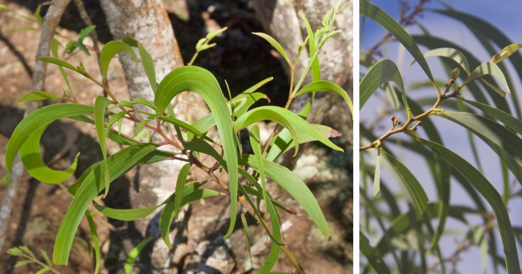 Ulu Kanu: Acacia Koa - Hawaiian Trail & Mountain Corp.
