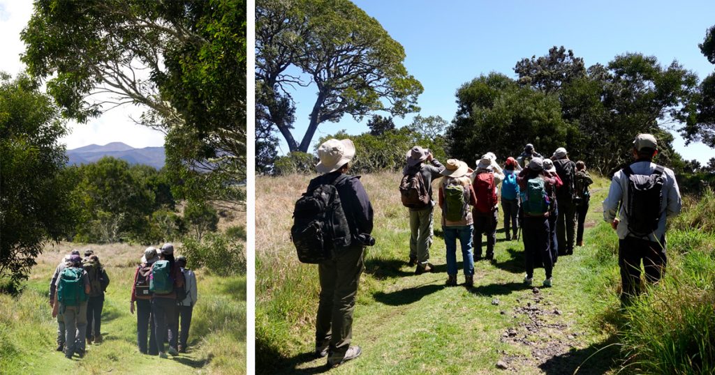 Koa3 - Hawaiian Trail & Mountain Corp.