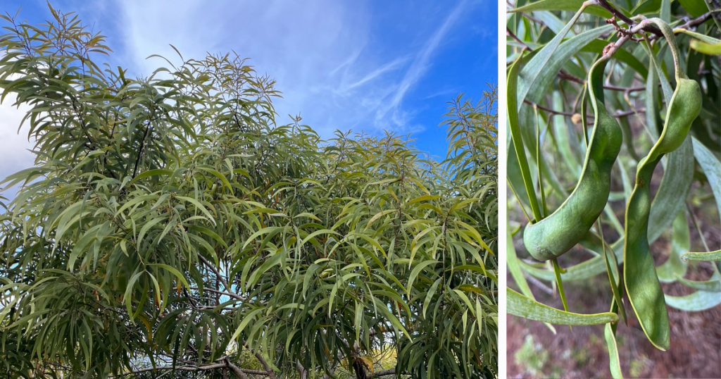 Ulu Kanu: Acacia Koa - Hawaiian Trail & Mountain Corp.