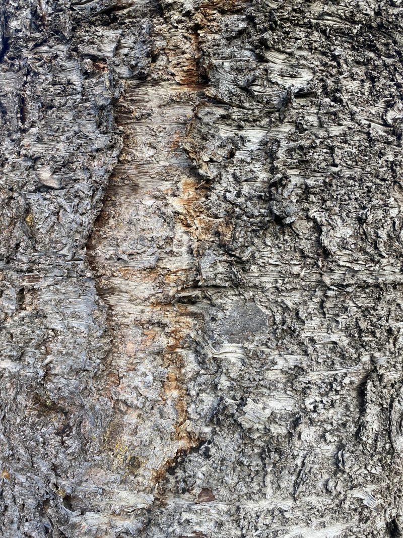 Norfolk Island & Cook Pines - Hawaiian Trail & Mountain Corp.