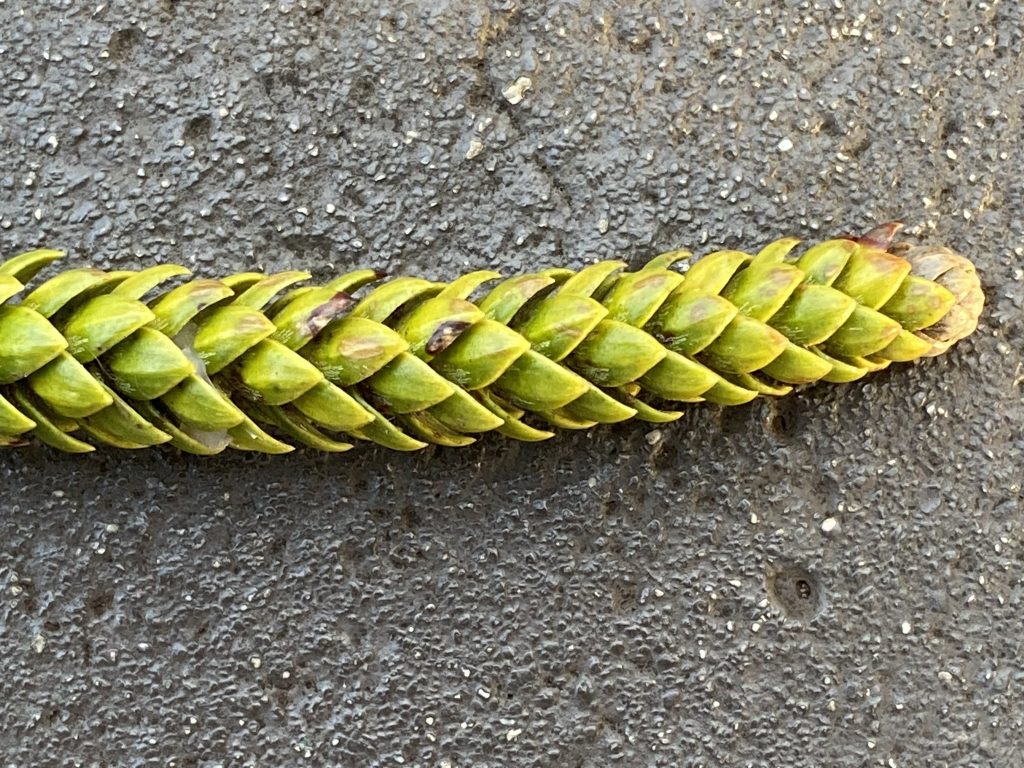 Norfolk Island & Cook Pines - Hawaiian Trail & Mountain Corp.