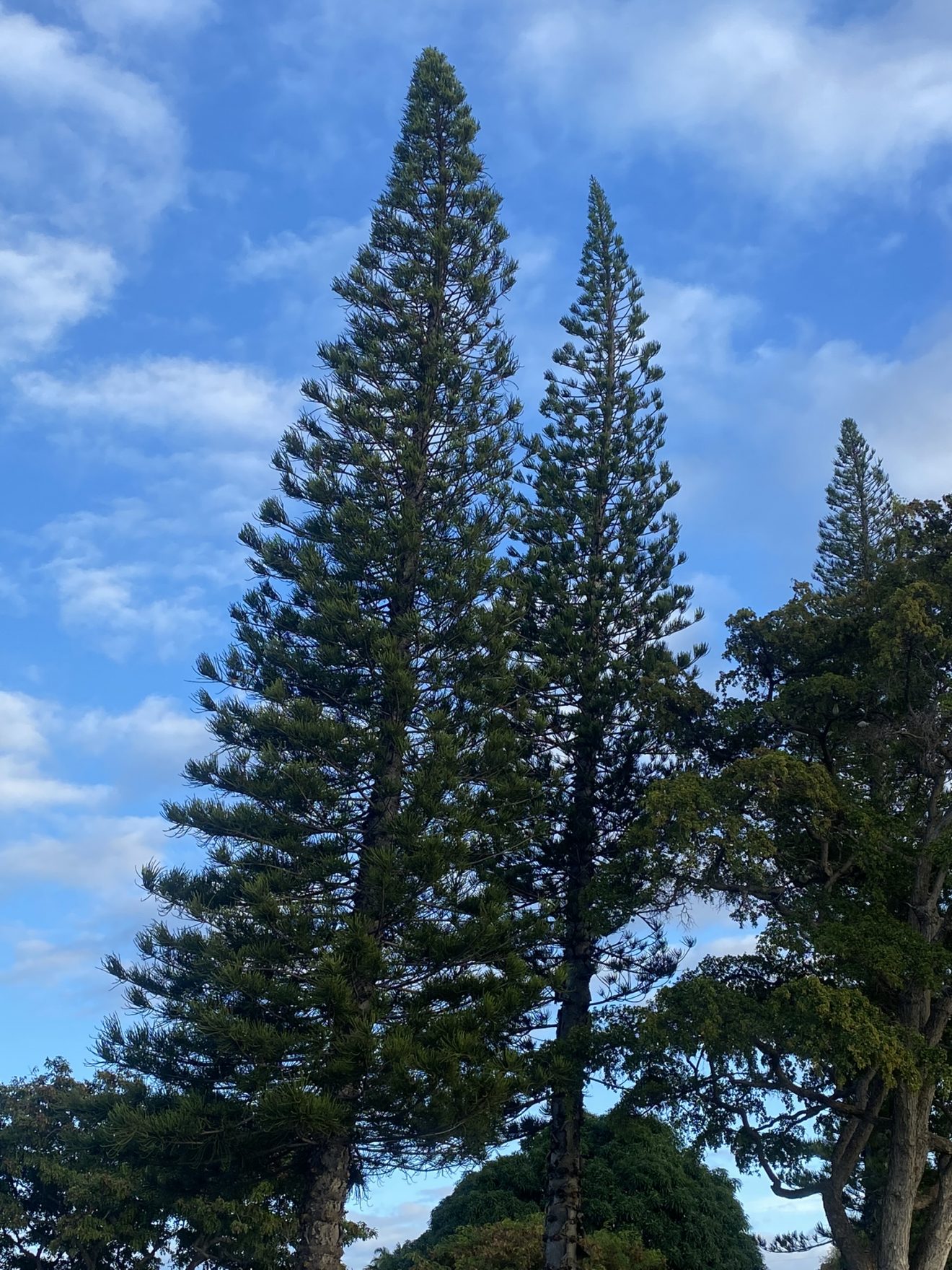 Norfolk Island & Cook Pines - Hawaiian Trail & Mountain Corp.