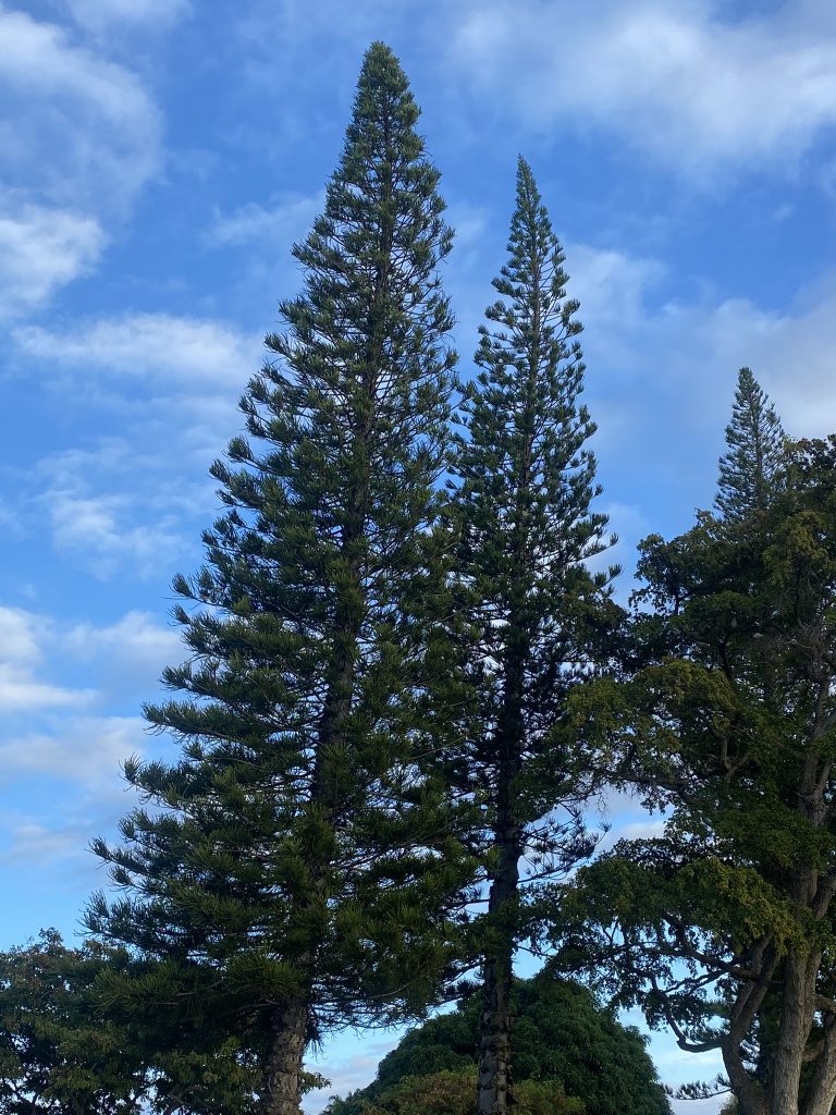 Norfolk Island & Cook Pines - Hawaiian Trail & Mountain Corp.