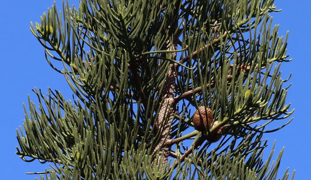Norfolk Island & Cook Pines - Hawaiian Trail & Mountain Corp.