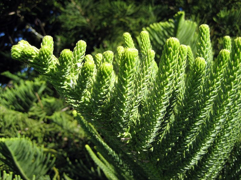 Norfolk Island & Cook Pines - Hawaiian Trail & Mountain Club