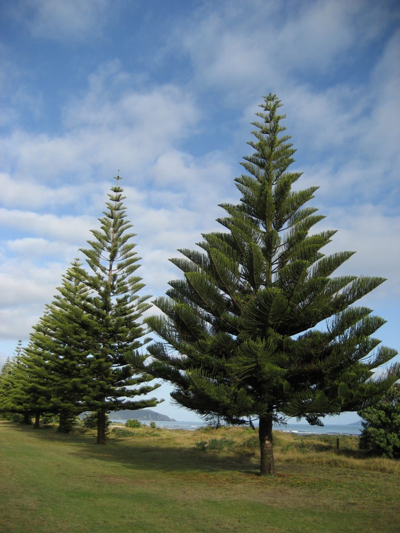 Norfolk Island & Cook Pines - Hawaiian Trail & Mountain Corp.