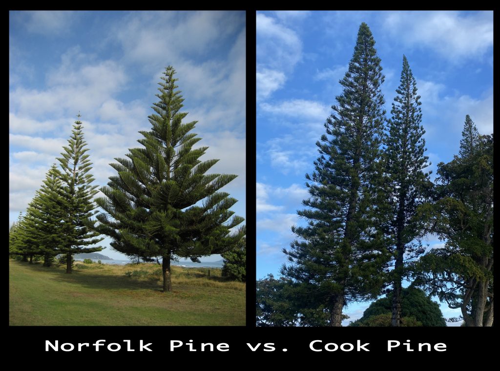 Norfolk Island & Cook Pines - Hawaiian Trail & Mountain Corp.